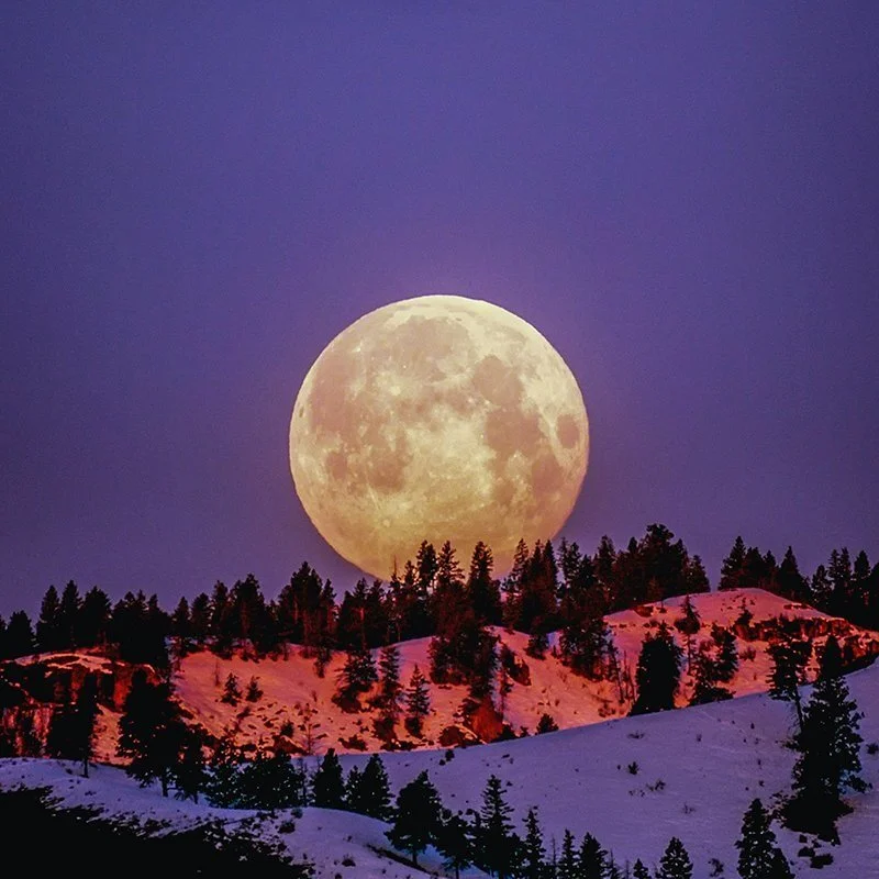 Reconnect with Primavera Salvá