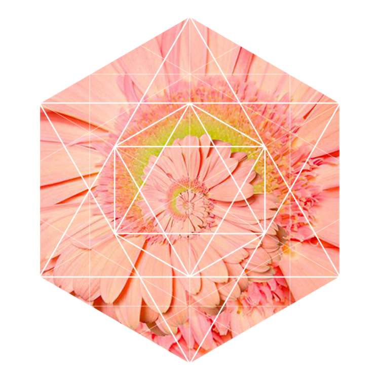 Reconnect with Primavera Salvá