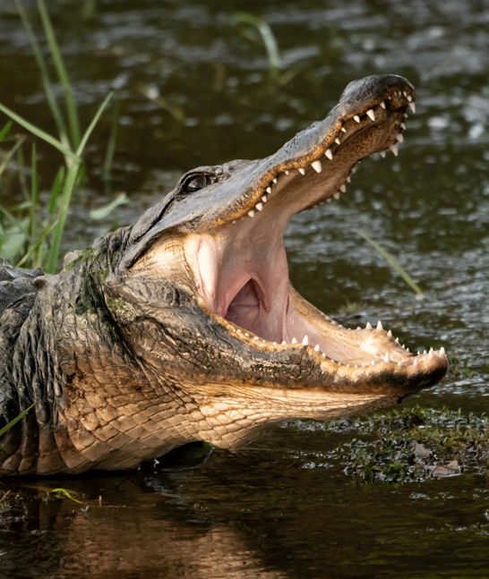 Gator Feedback Circle — The Miami of Minnesota