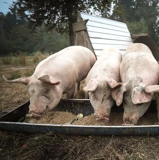 Jollity Farm
