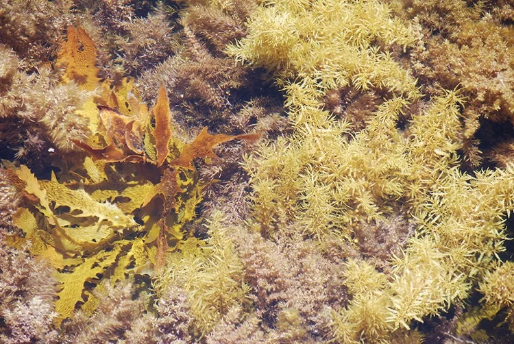 Guide to Spotting Wildlife and Marine Species on Rottnest Island ...