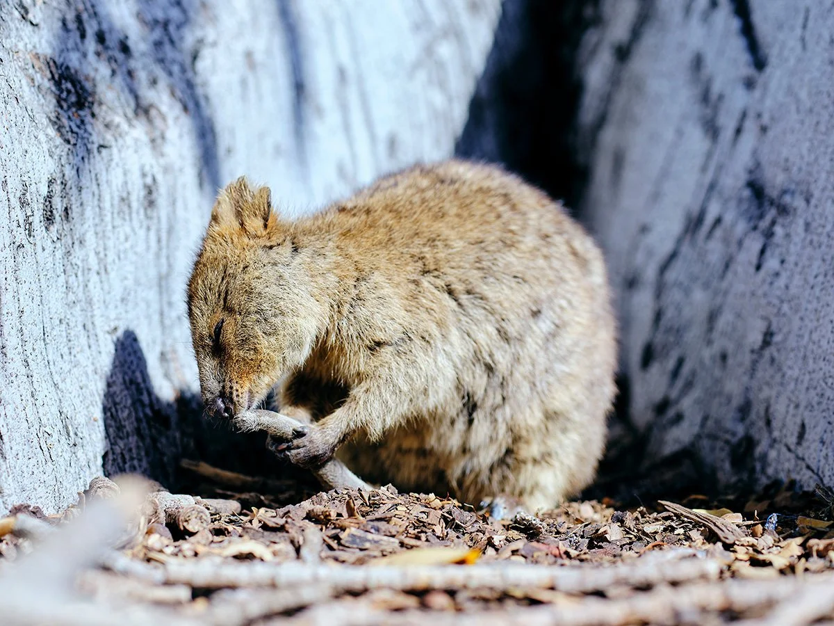 Guide to Spotting Wildlife and Marine Species on Rottnest Island ...