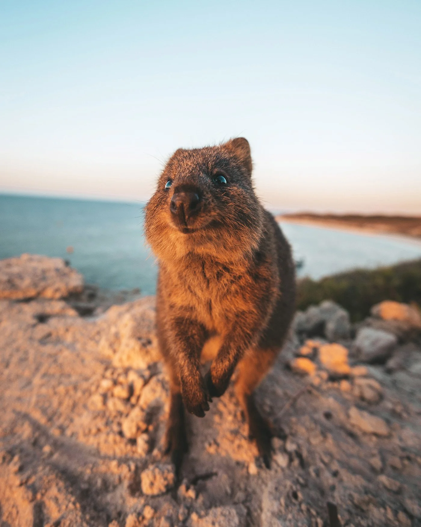 Guide to Spotting Wildlife and Marine Species on Rottnest Island ...