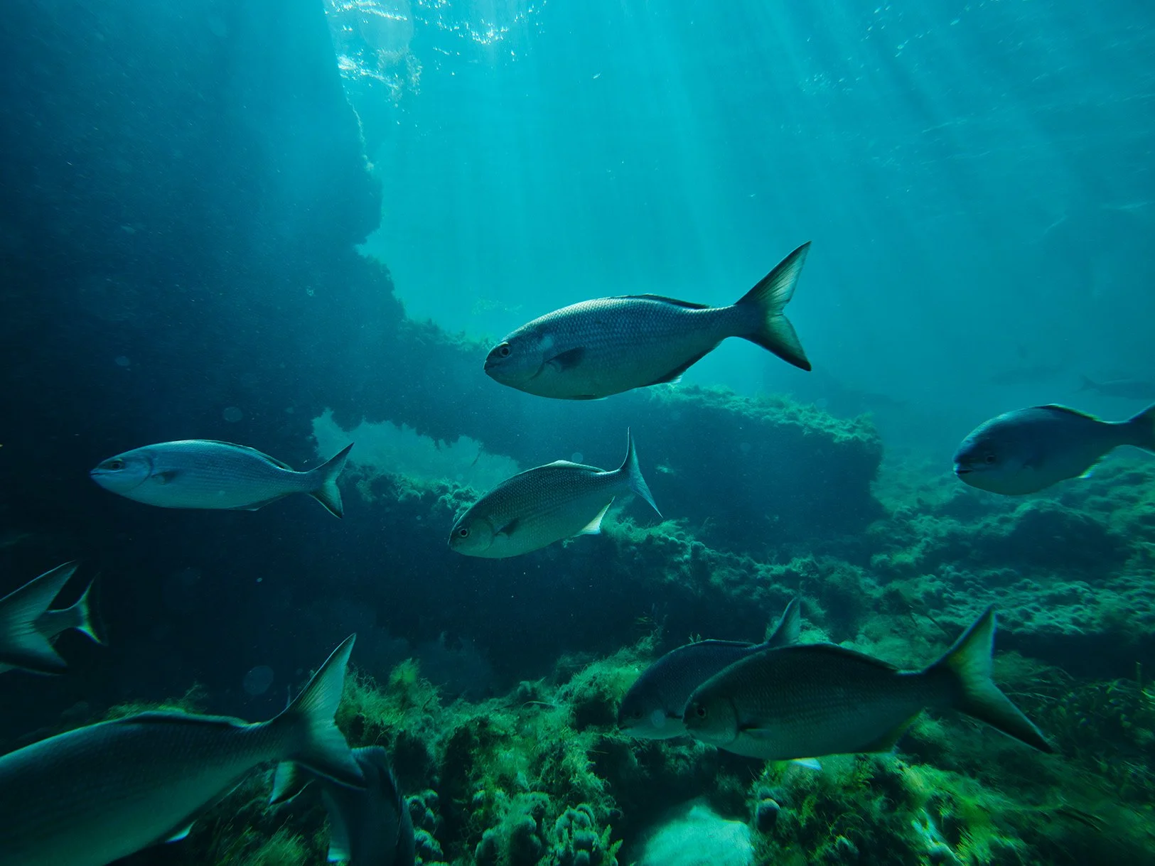 Guide to Spotting Wildlife and Marine Species on Rottnest Island ...