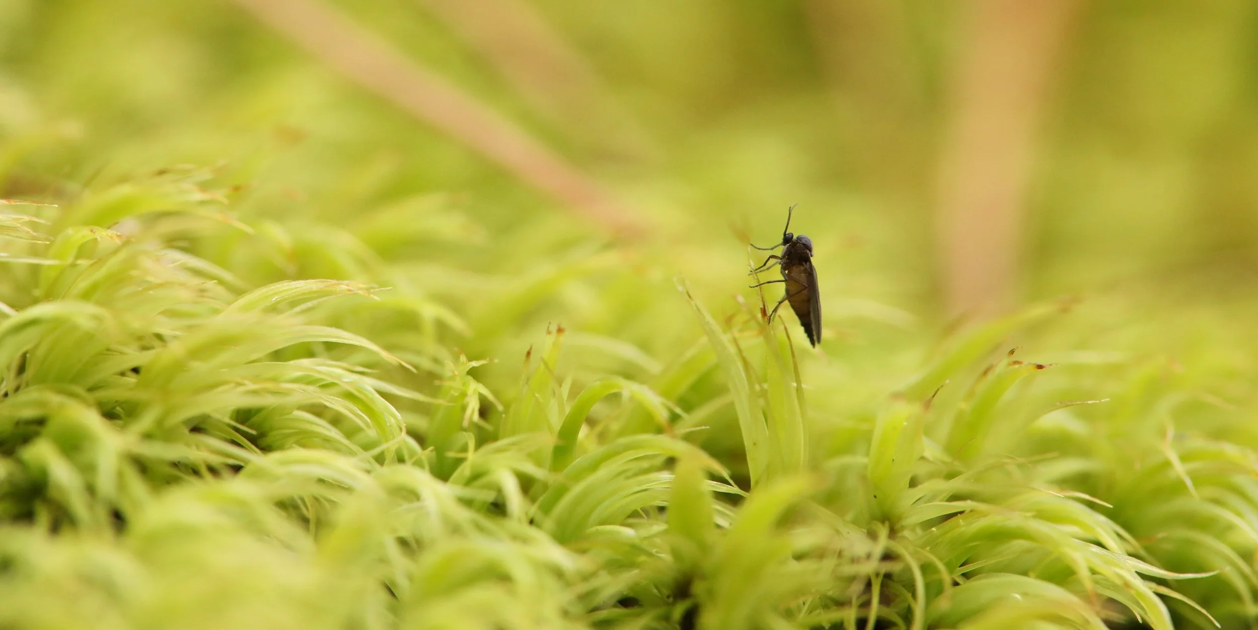 The NEMT Forest Ecosystem — Sanctuary Forest at Northeast Metro Tech