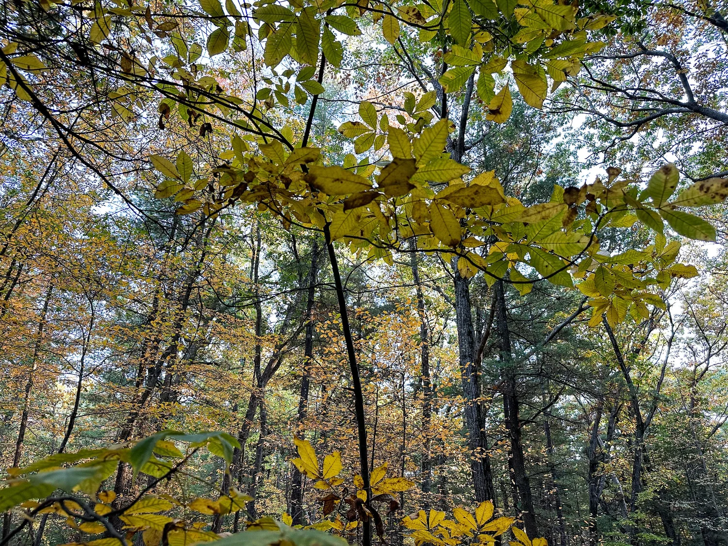 Sanctuary Forest — Sanctuary Forest at Northeast Metro Tech