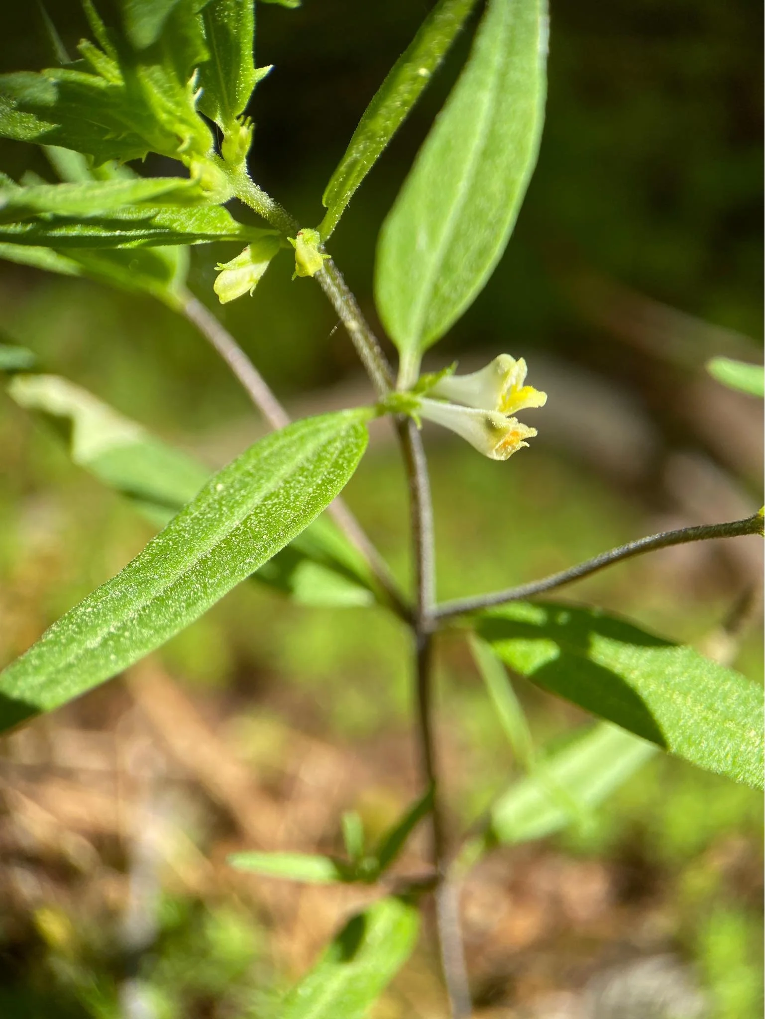 Melampyrum lineare — Sanctuary Forest at Northeast Metro Tech