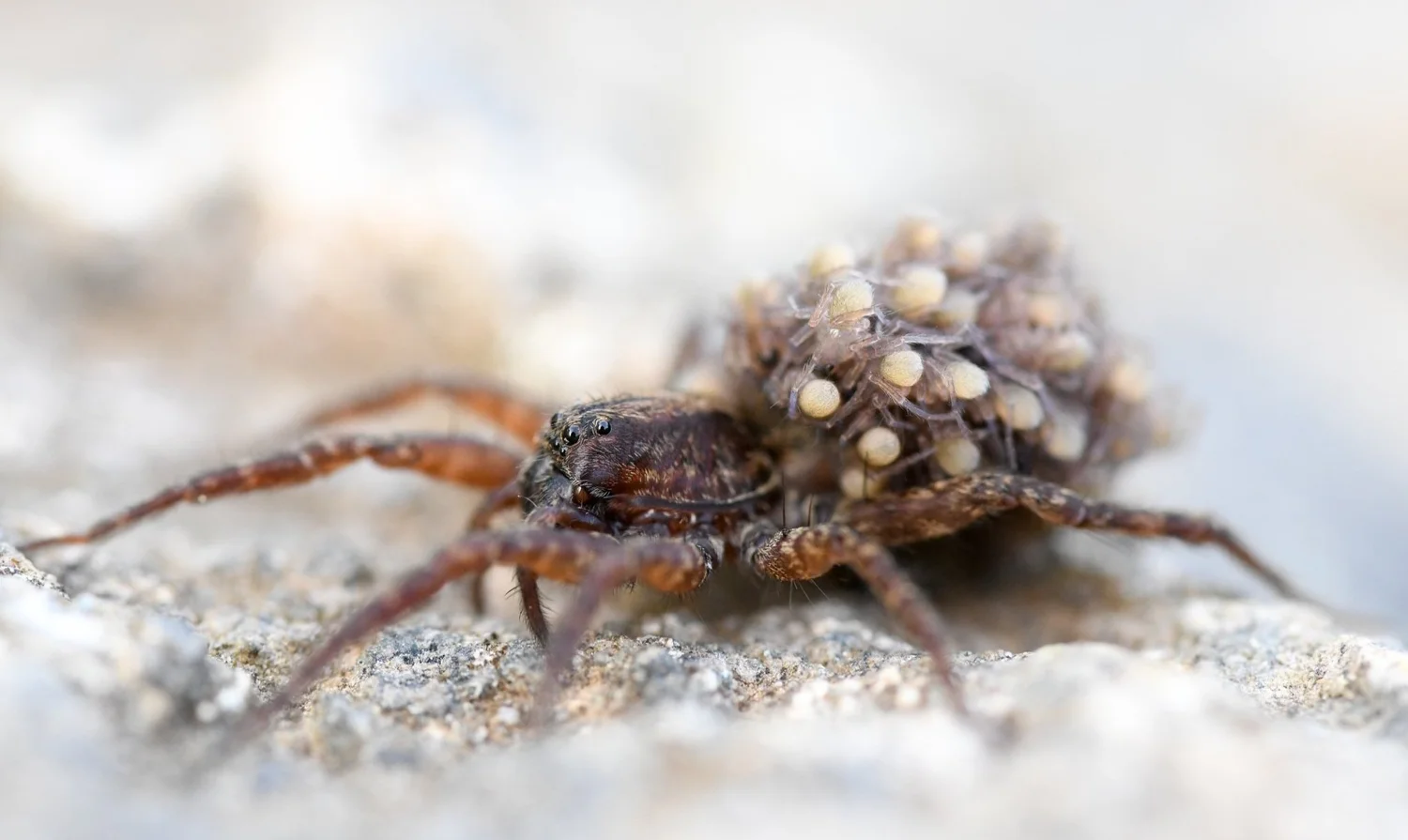 Mother Wolf Spider — Sanctuary Forest at Northeast Metro Tech