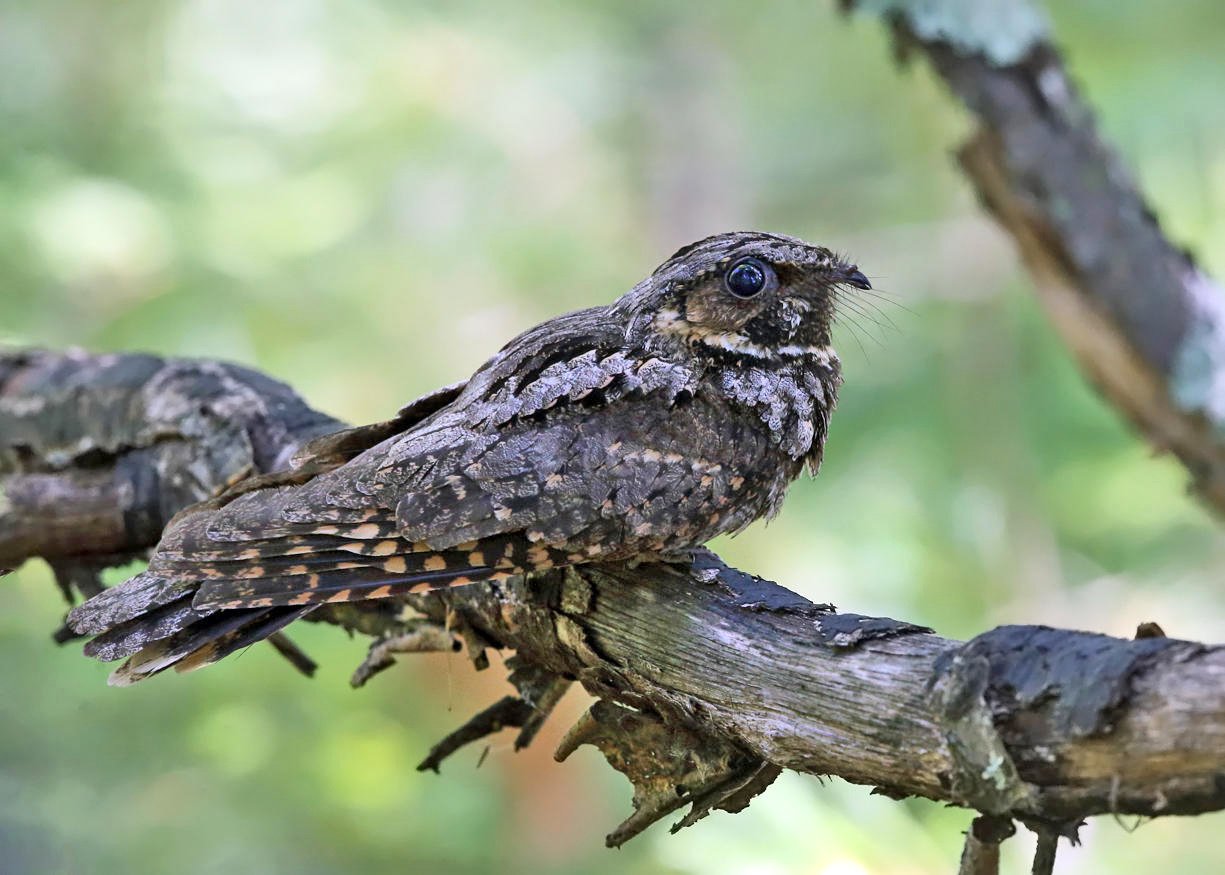 Wakefield's Whip-poor-wills — Sanctuary Forest at Northeast Metro Tech