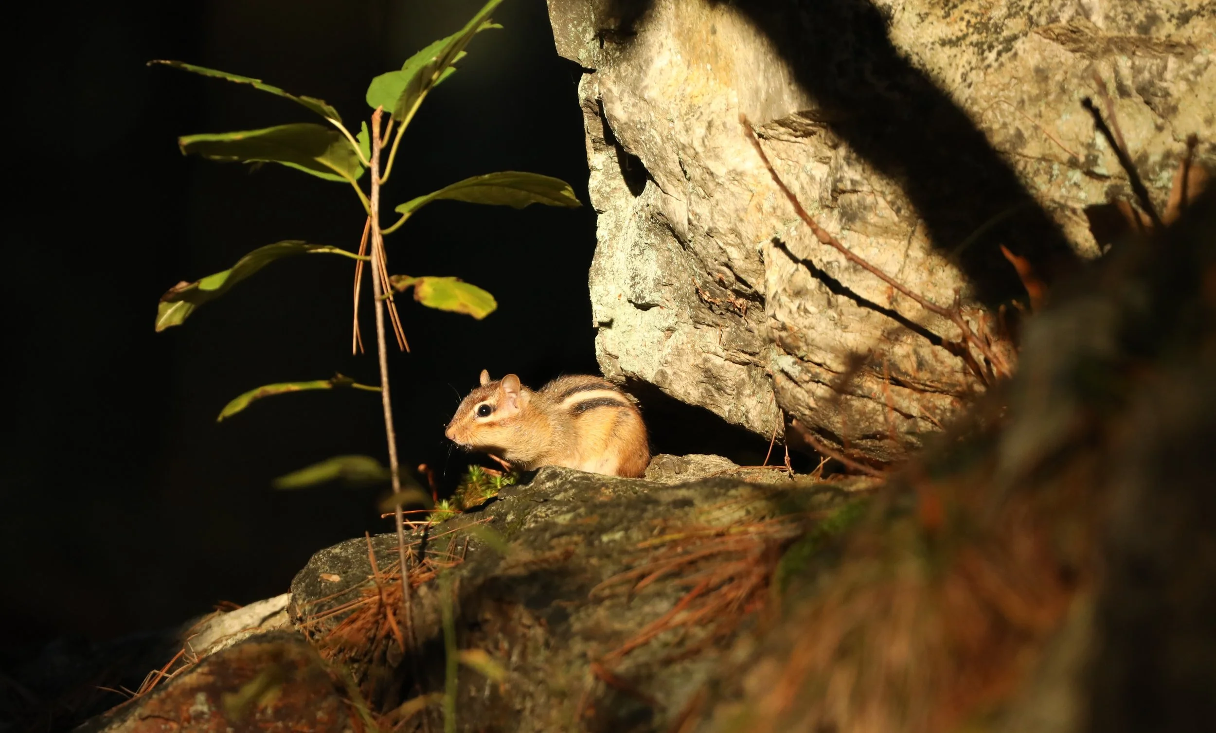 Eastern Chipmunk — Sanctuary Forest at Northeast Metro Tech