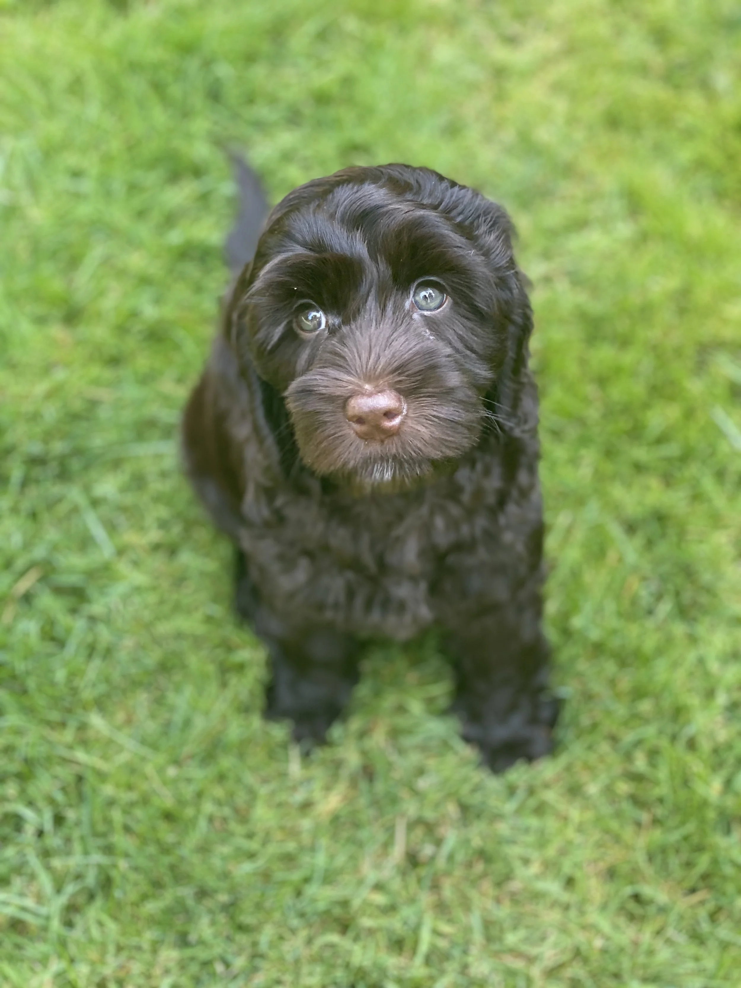 Adoption Process — Forever Loyal Labradoodles