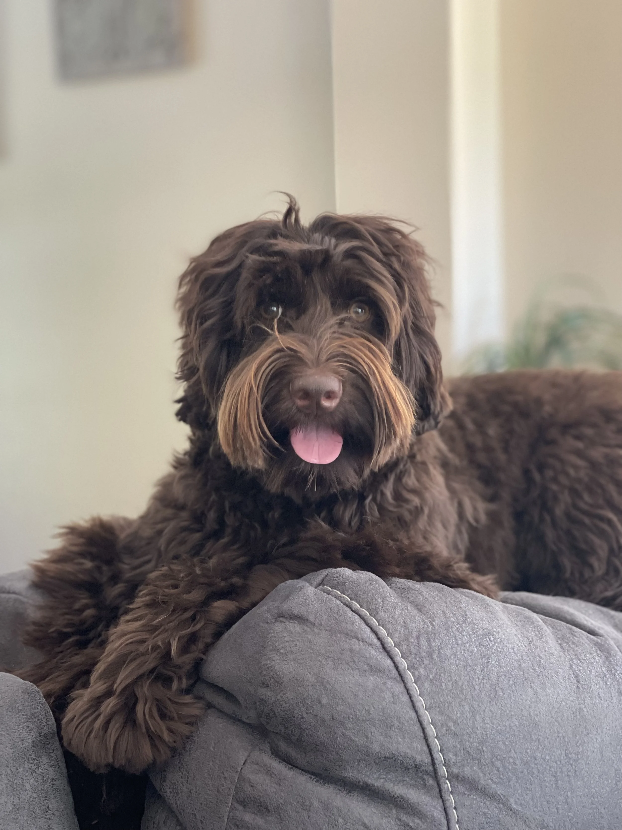 Are Labradoodles Loyal