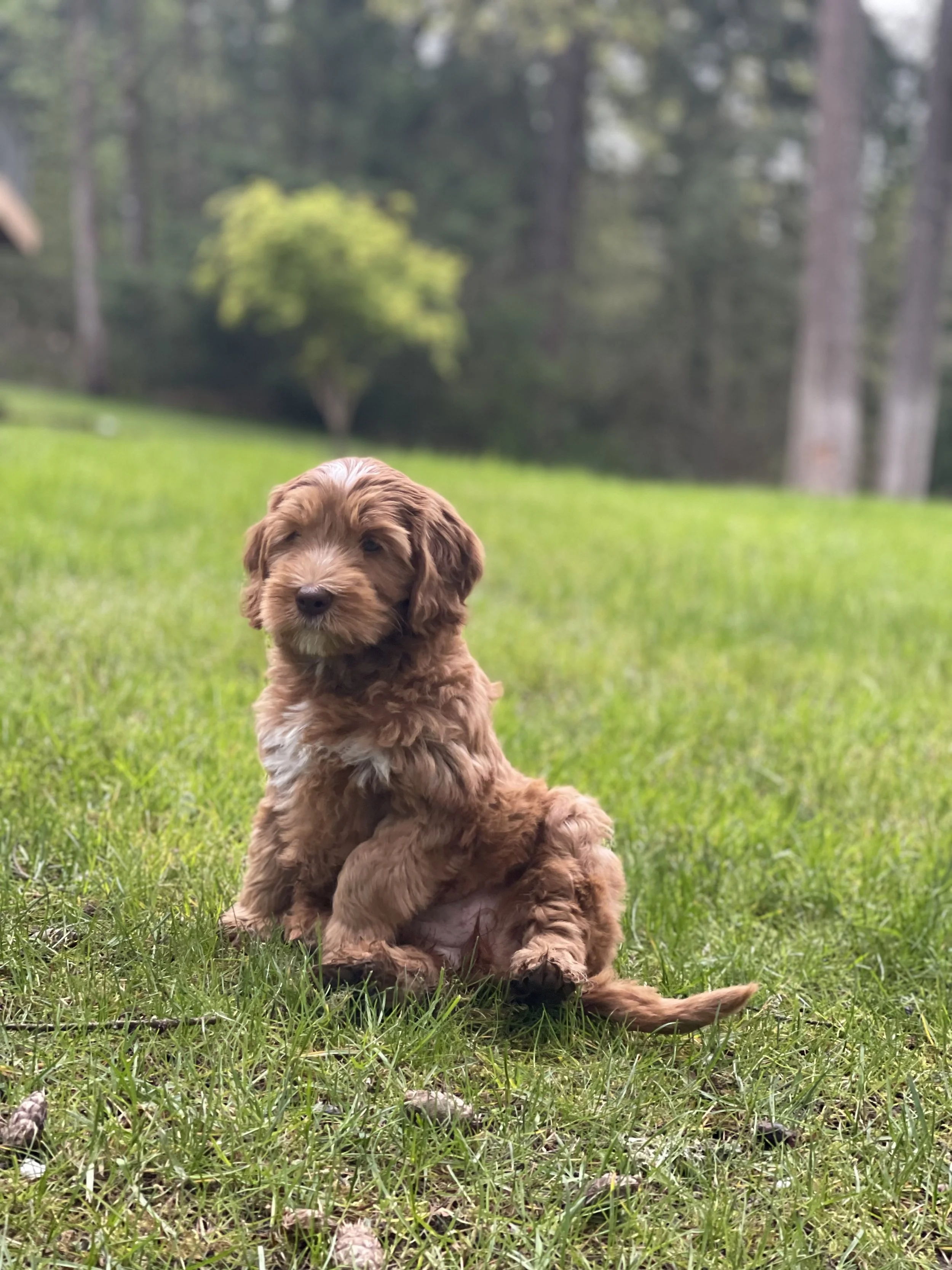 Adoption Process — Forever Loyal Labradoodles