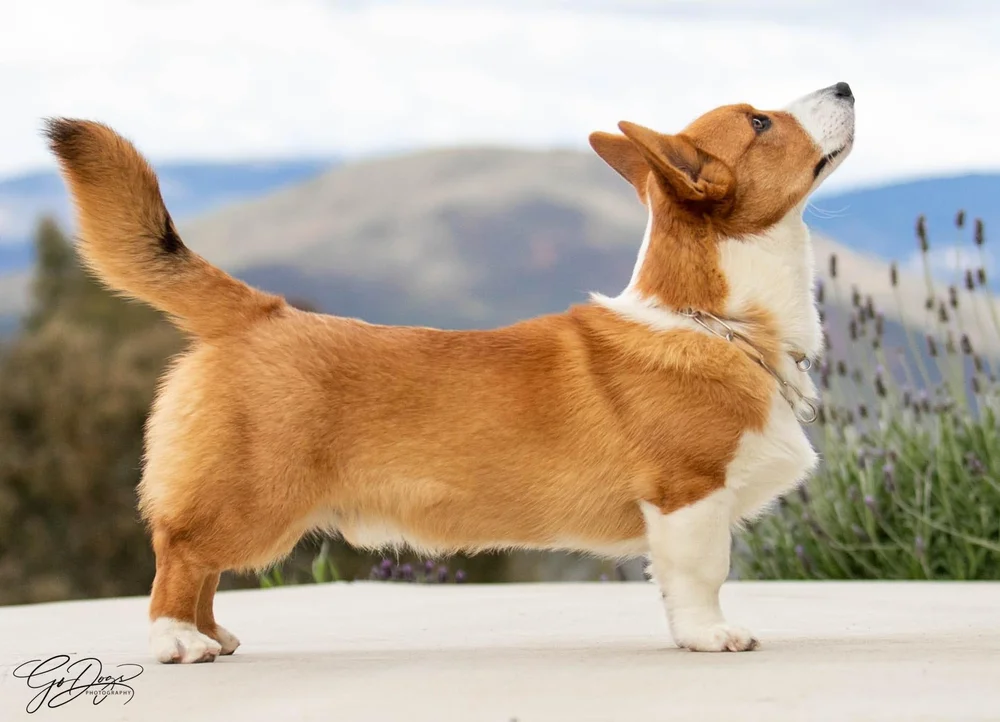 Gallery 1 — House of Corgi Tails