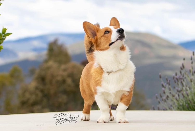 Gallery 1 — House of Corgi Tails
