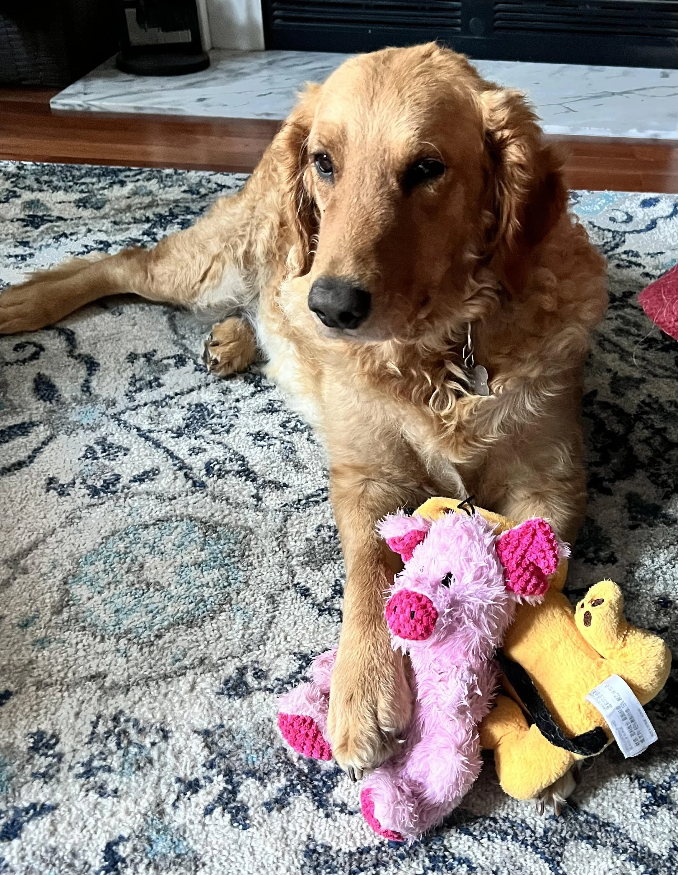 Adopted Dogs 2023 - Part 2 — Neuse River Golden Retriever Rescue