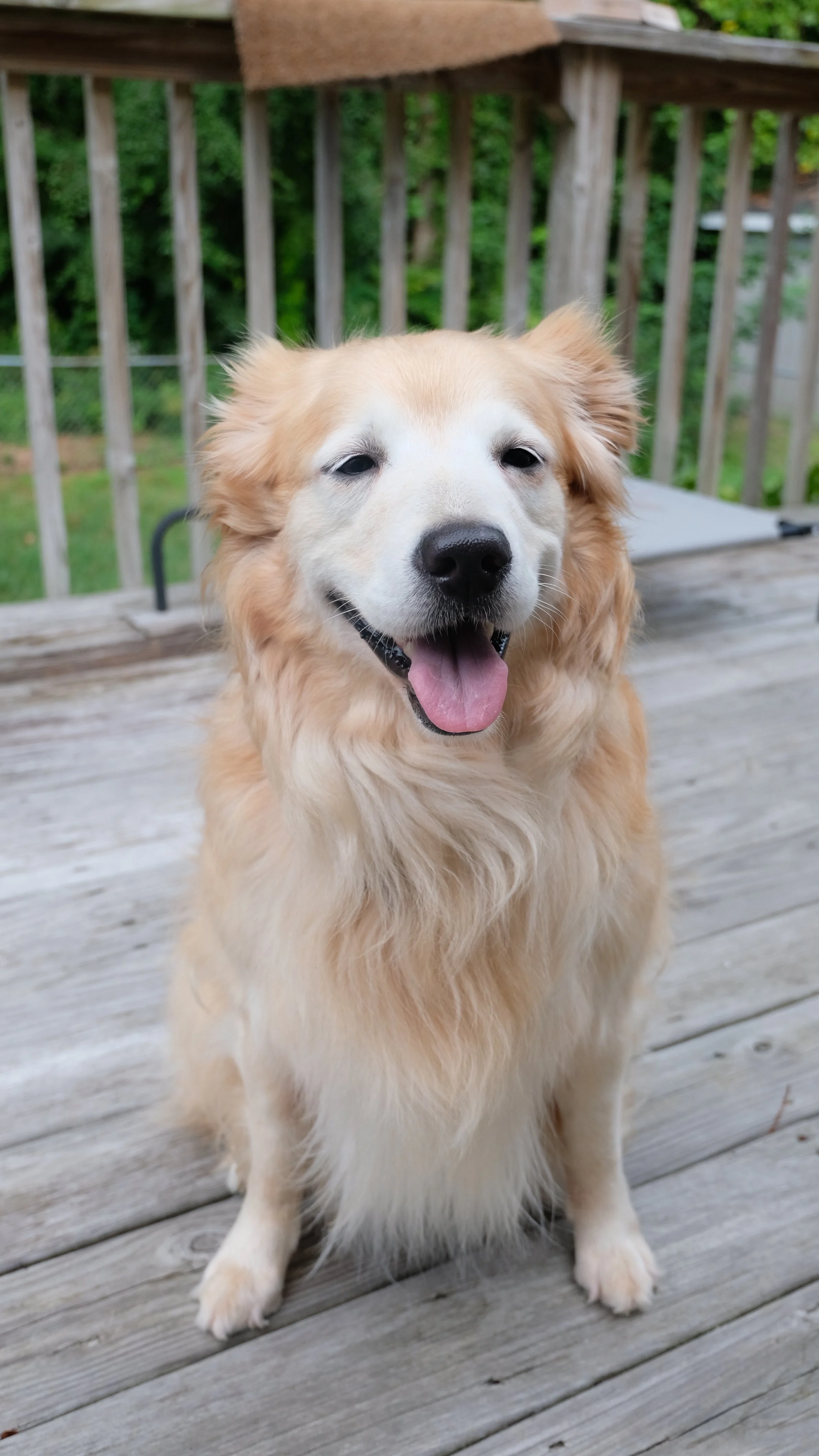 Senior Dogs — Neuse River Golden Retriever Rescue