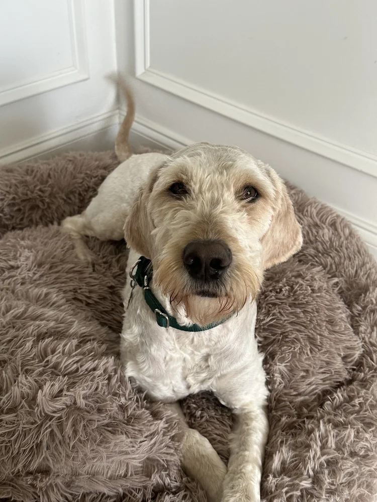 Available Dogs — Neuse River Golden Retriever Rescue