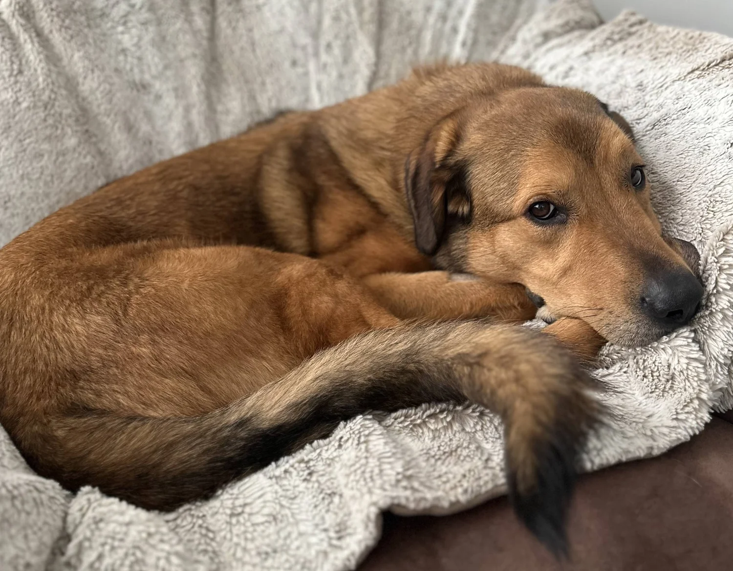 Available Dogs — Neuse River Golden Retriever Rescue