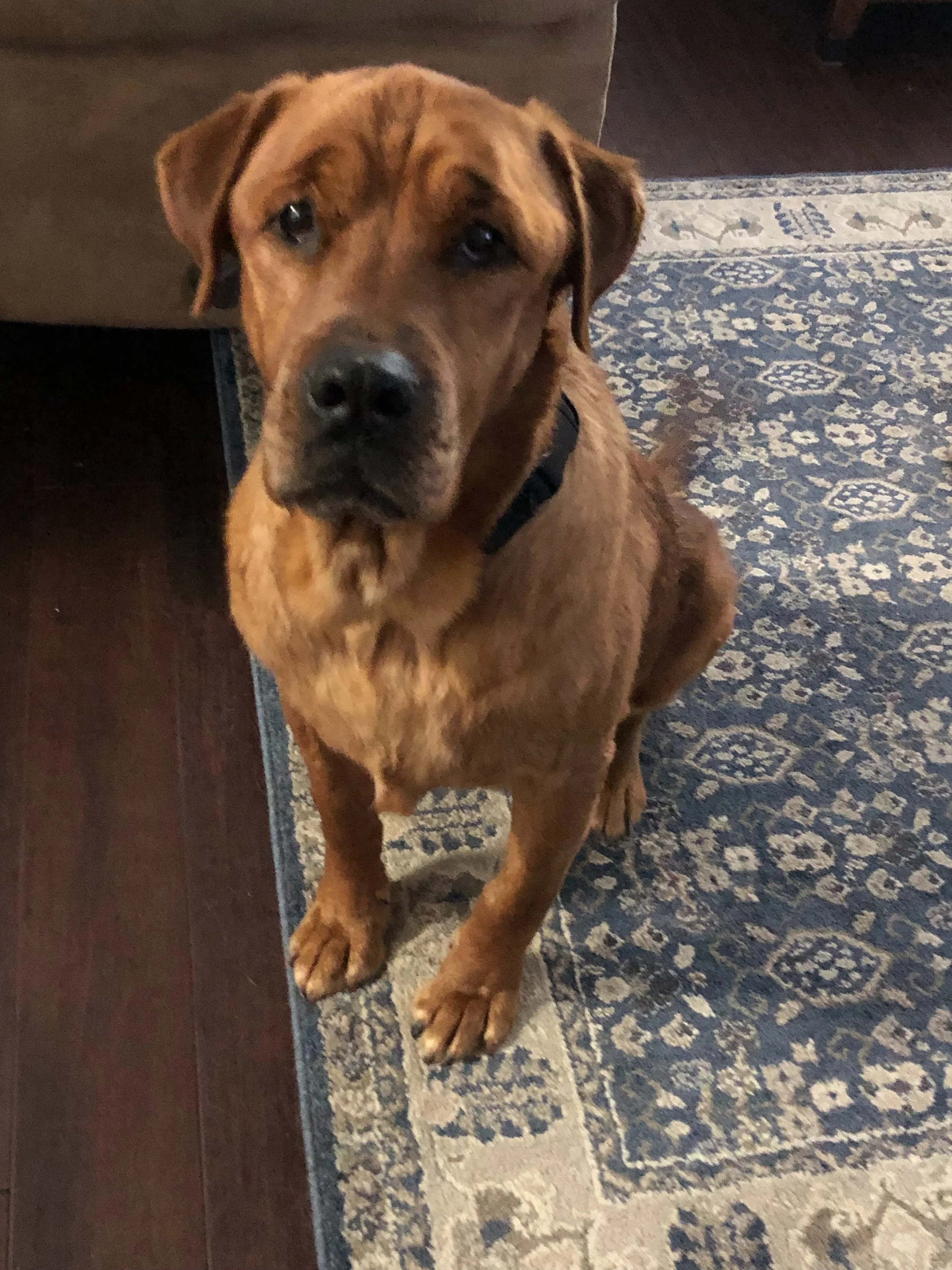 Rainbow Bridge — Neuse River Golden Retriever Rescue