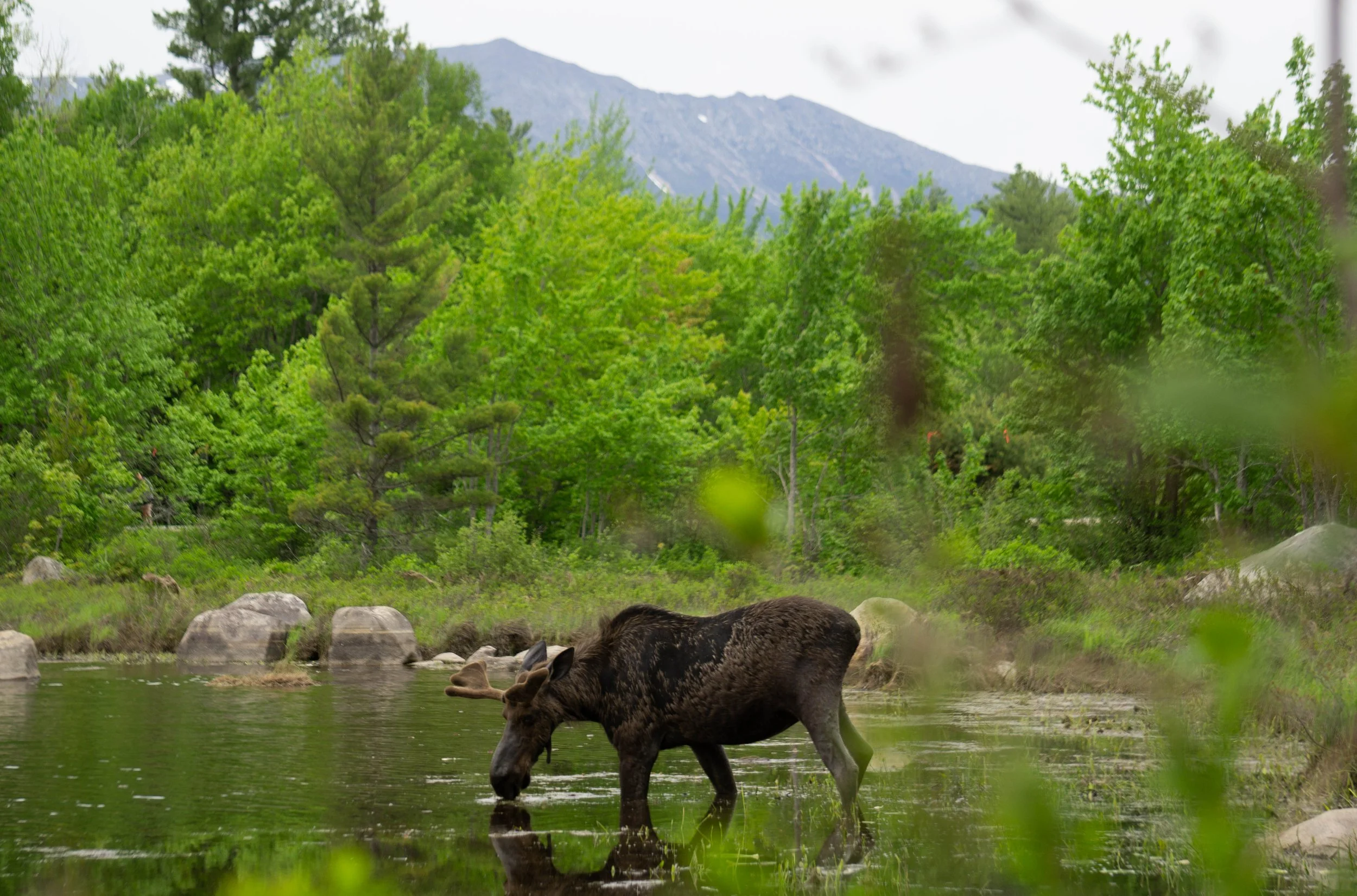 Maine Youth Wilderness Leadership Program — Friends of Baxter State Park