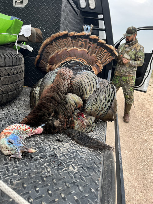 Rio Grande Turkey — Alta Vista Ranch