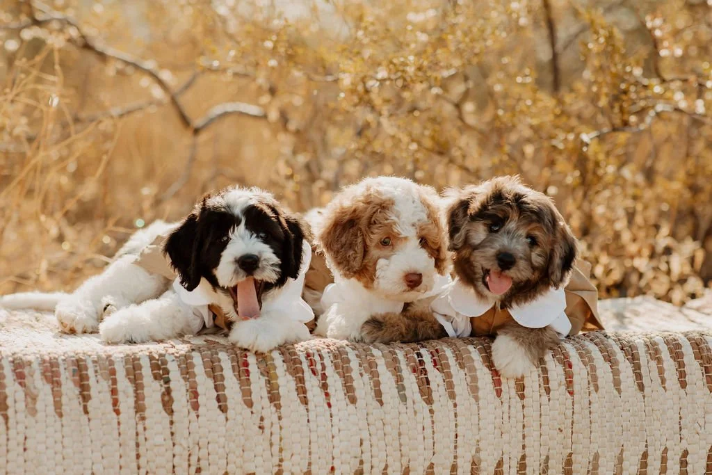 AVAILABLE PUPPIES — Arizona Desert Doodles