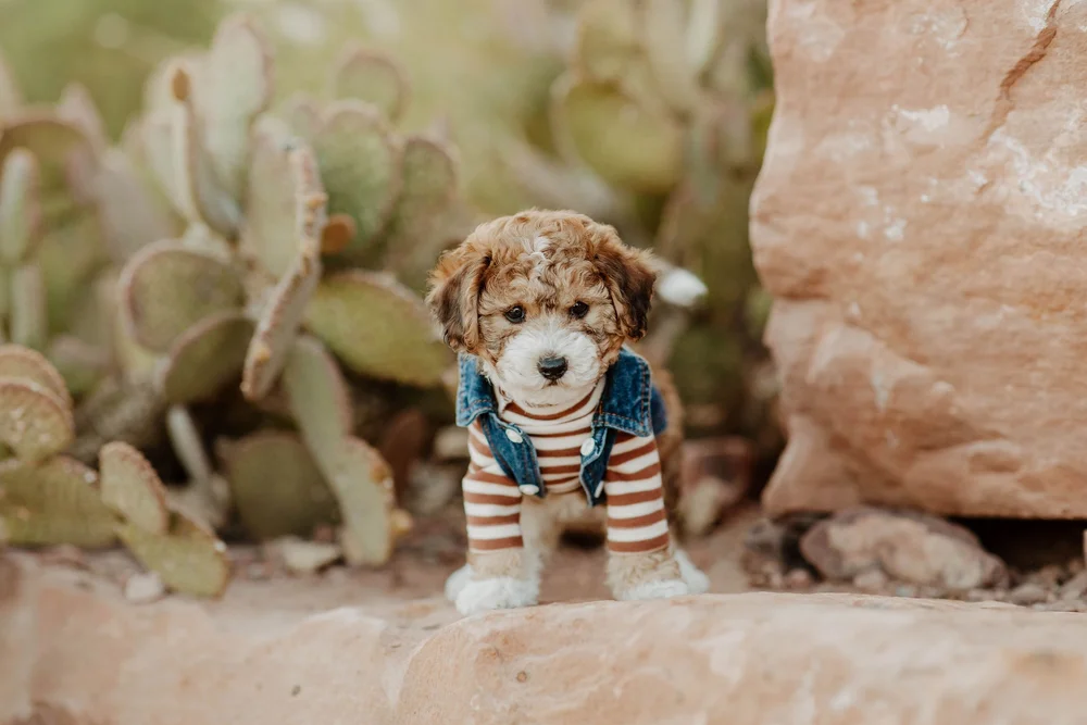 Arizona Desert Doodles Website