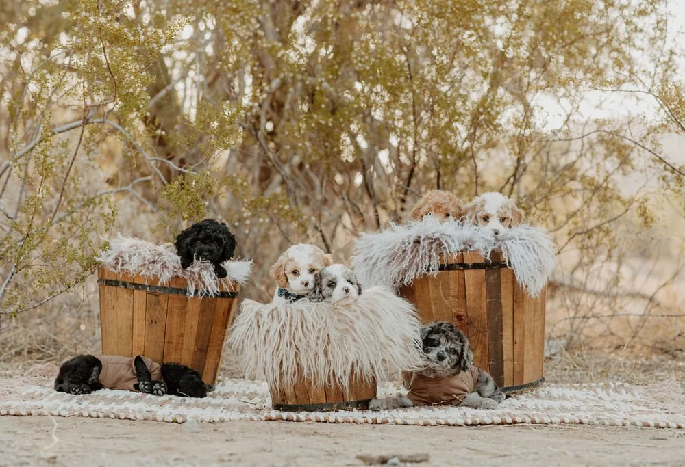 REVIEWS — Arizona Desert Doodles