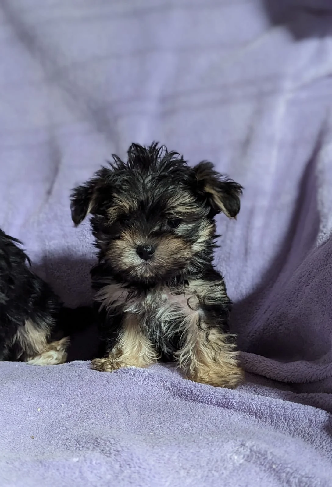 Morkies Minnesota Yorkies — Copper Red Acres