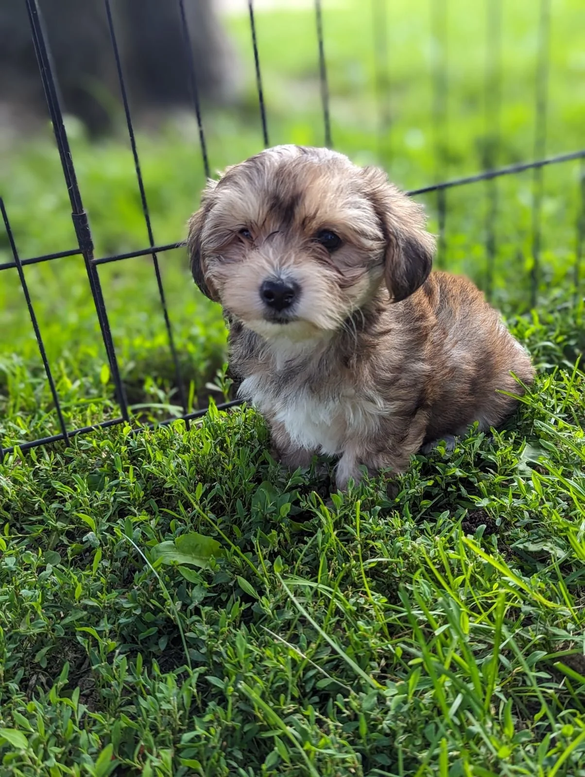Morkies Minnesota Yorkies — Copper Red Acres