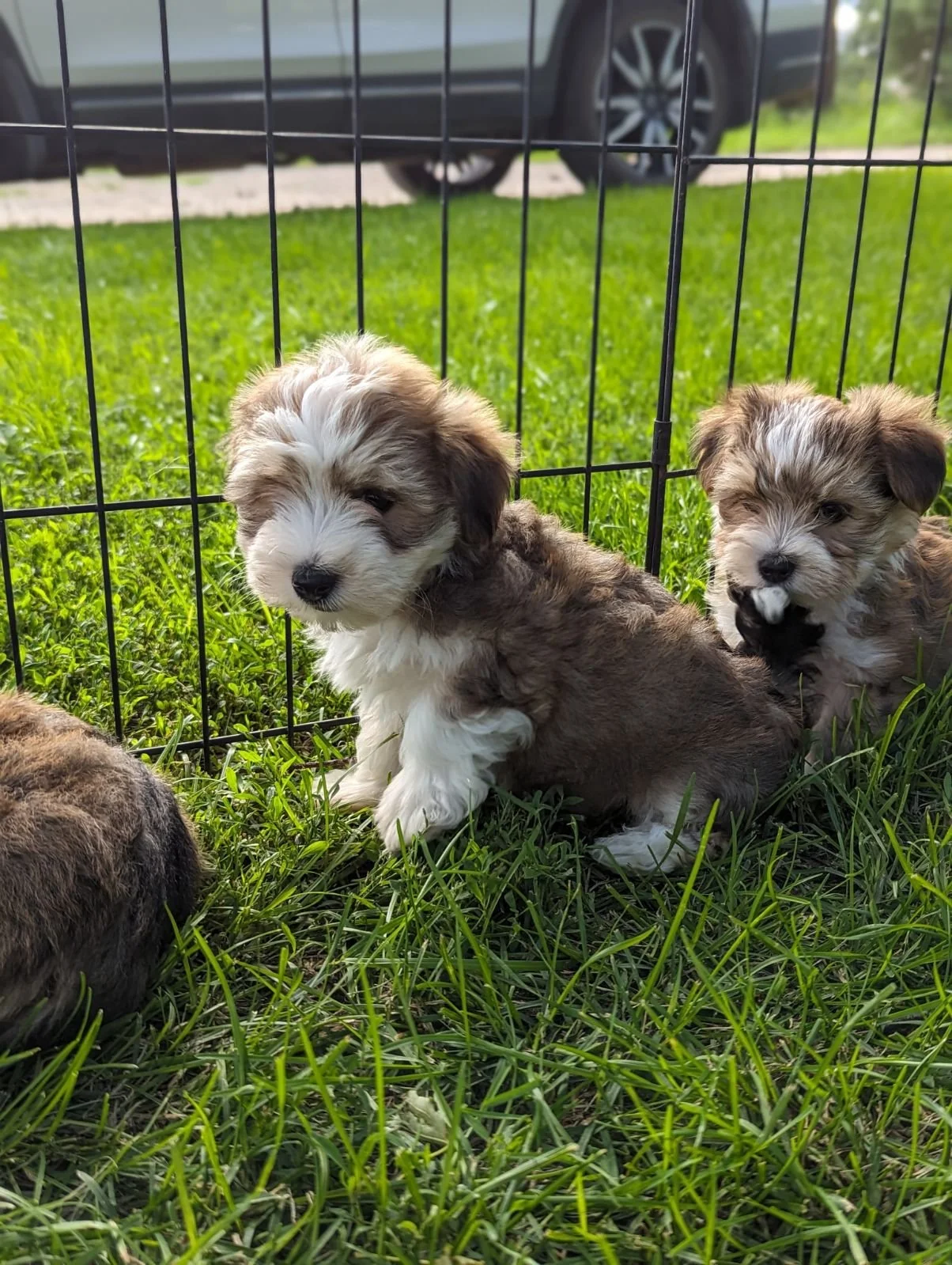 Morkies Minnesota Yorkies — Copper Red Acres