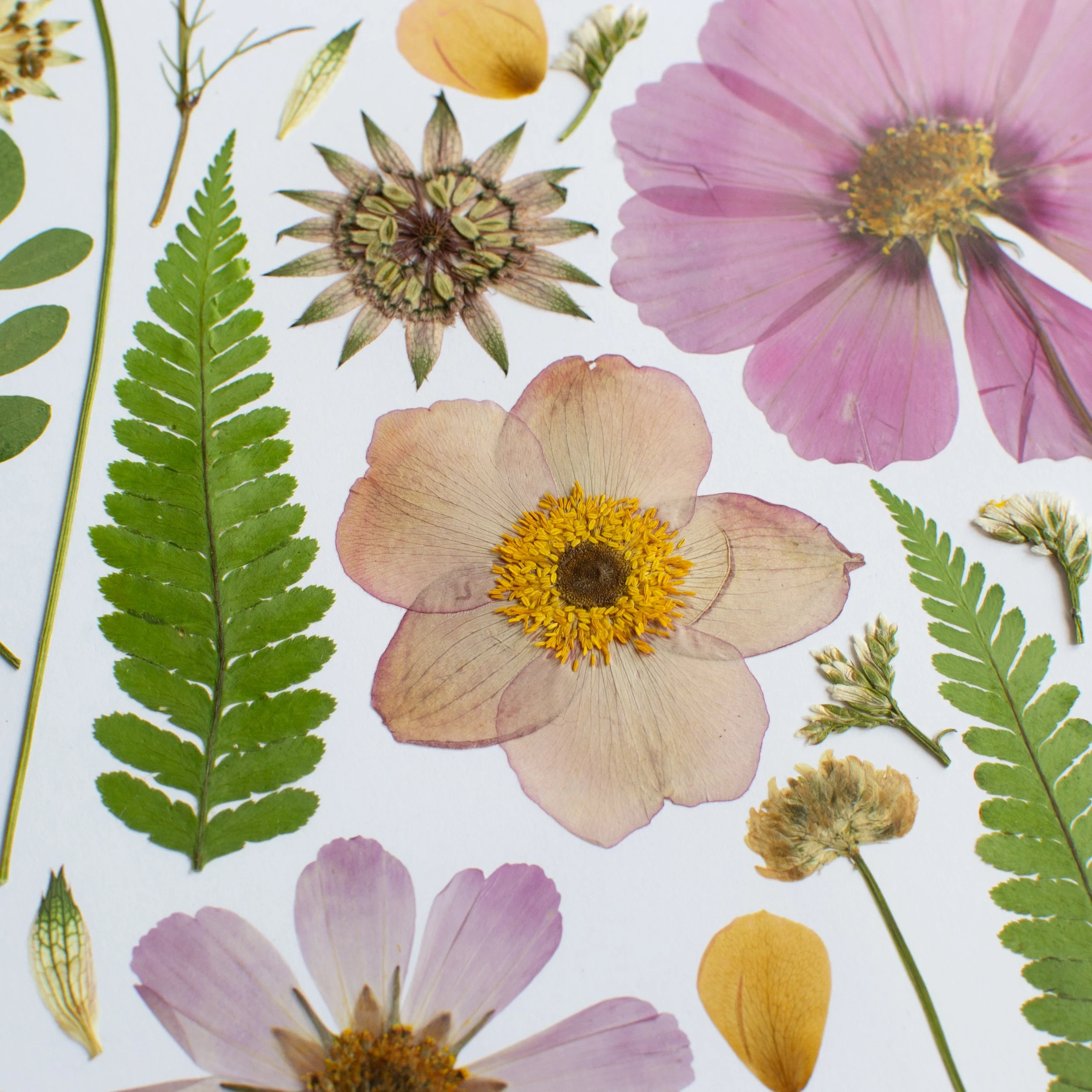 Signature Collection - Mindful | Meadow and Thyme | by Sarah Holland
