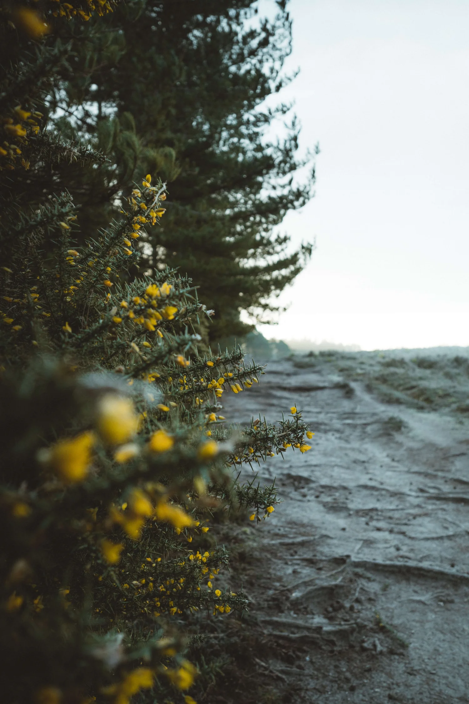 About — Gorse