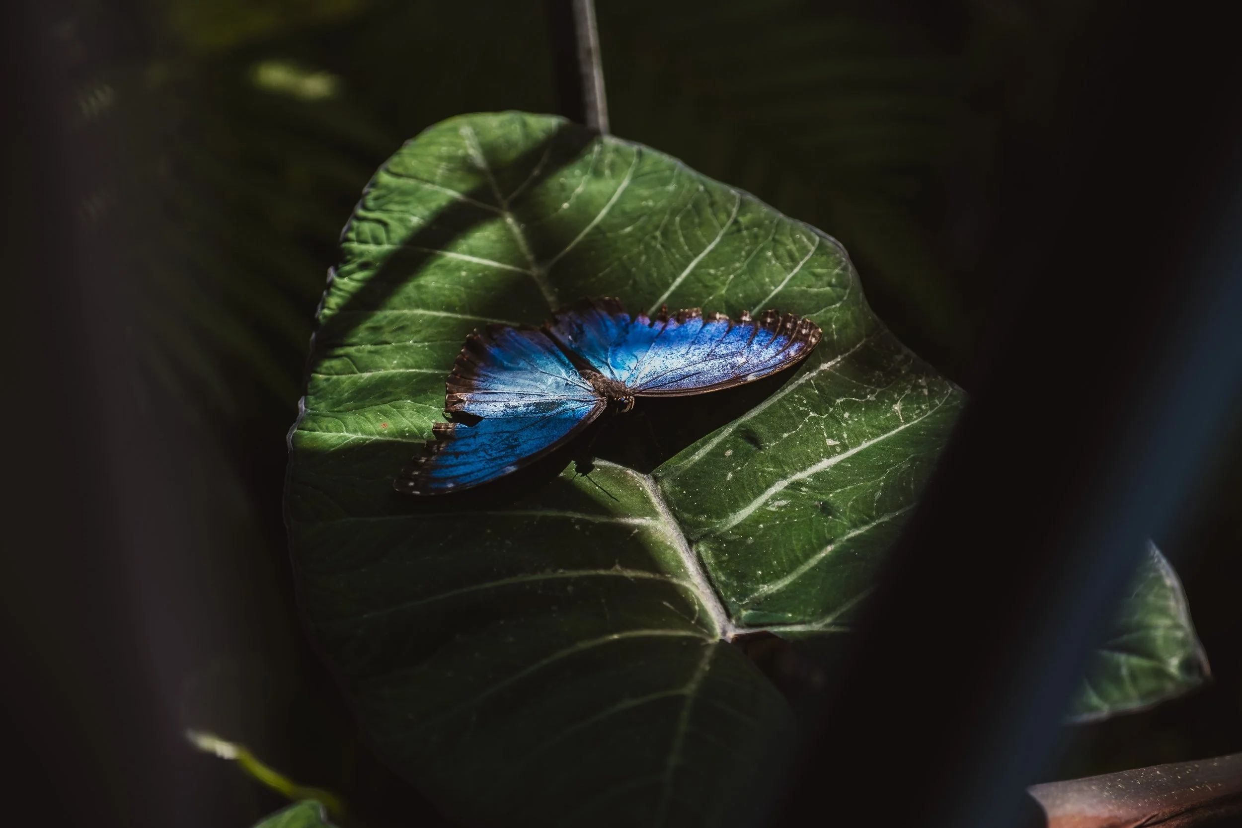 Botania Joensuu | Tropical inside, Magical outside.
