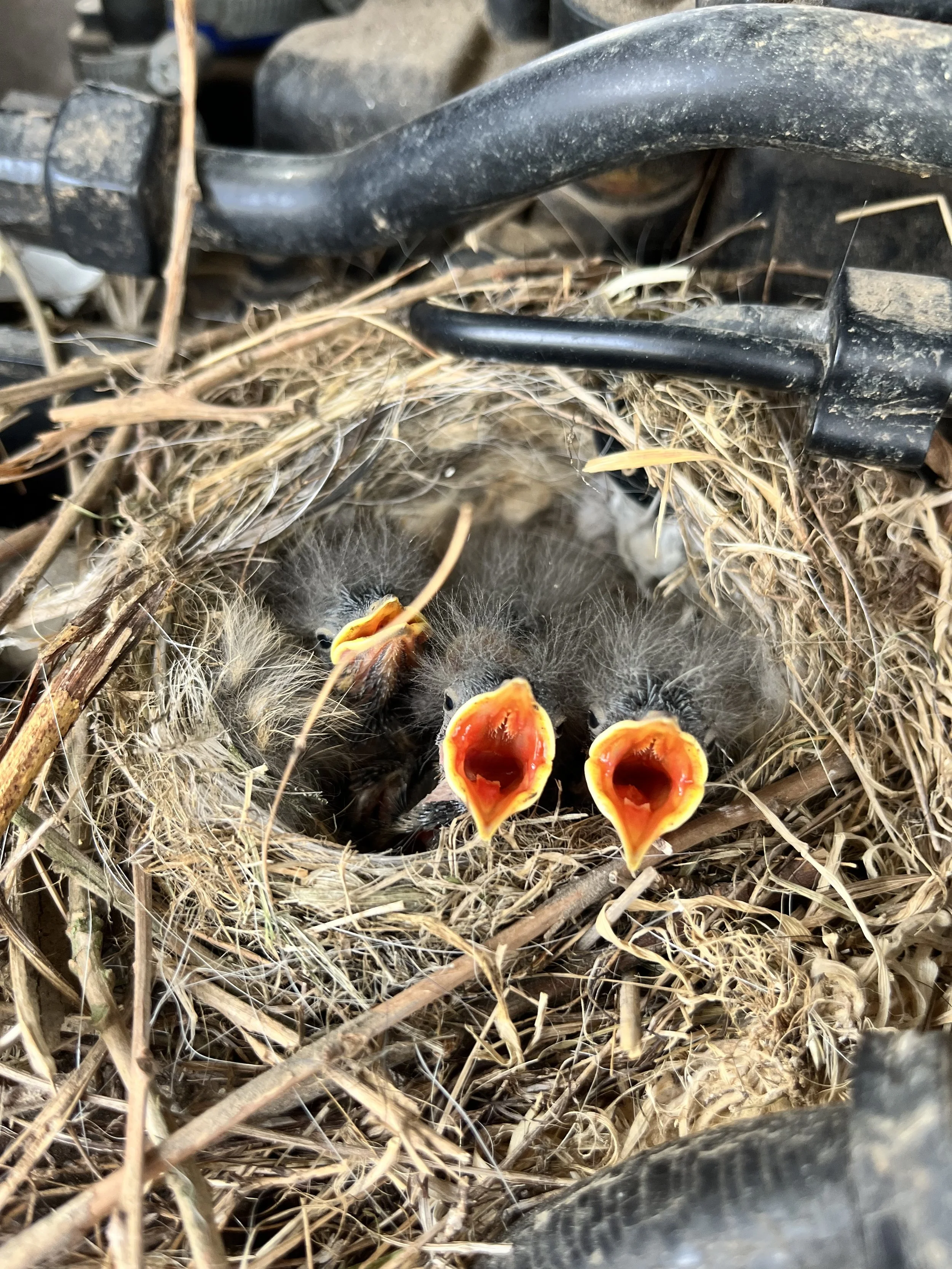 David Bellamy Award | Nature & Conservation | Whitby Holiday Park ...