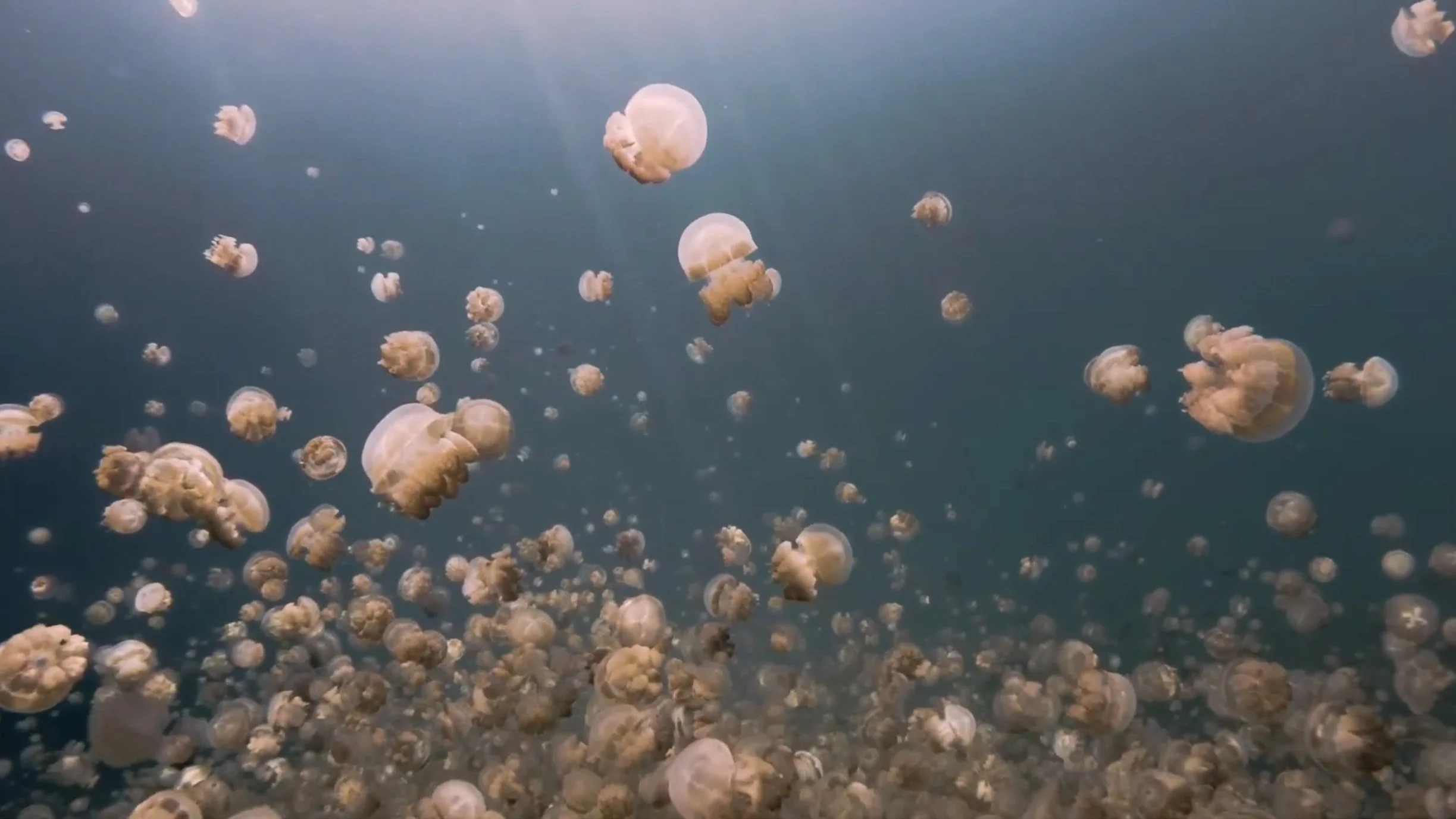 Kelp Forest Jellyfish