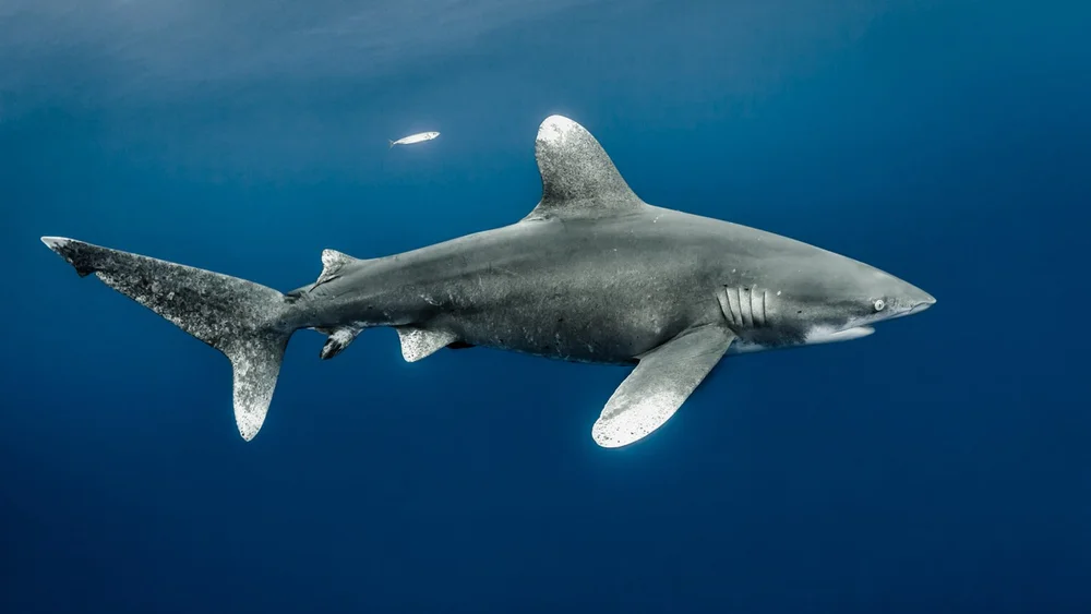 Great White Shark Shadows