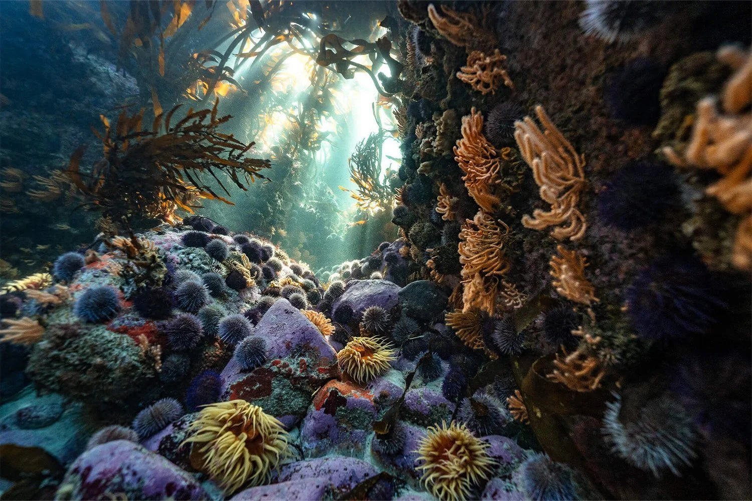 25 photos of the ocean that show its beauty and its fragility — Parley