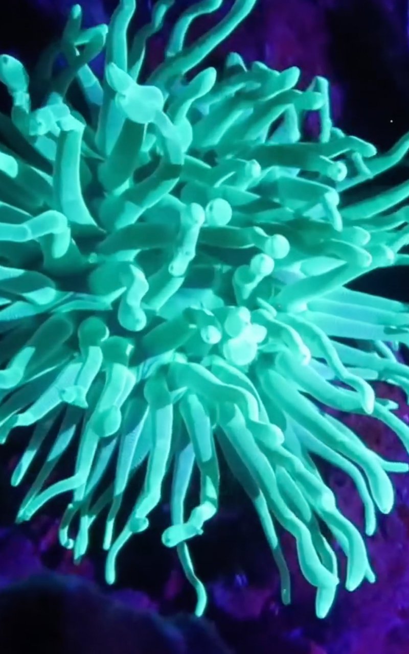 Phallon Tullis-Joyce: The Marine Biologist Who’s Also Manchester United ...