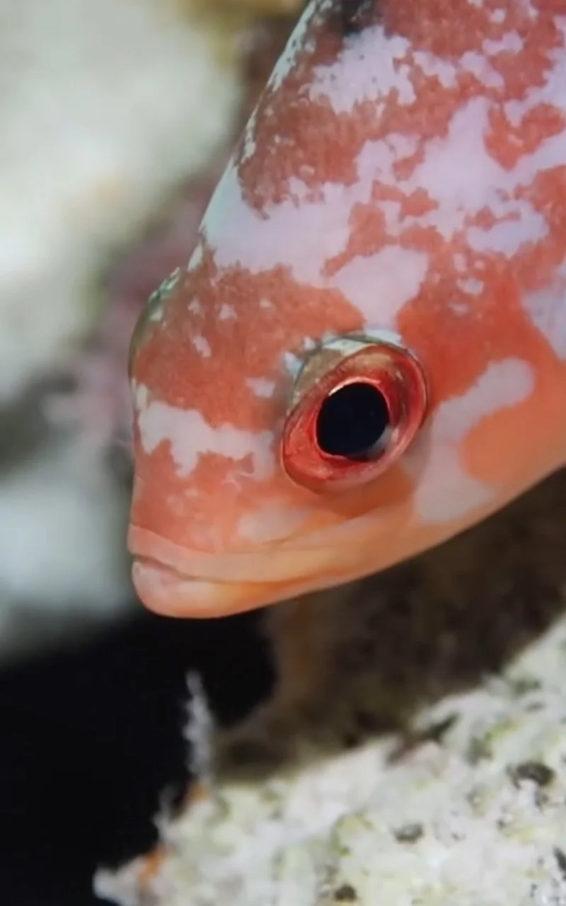 Phallon Tullis-Joyce: The Marine Biologist Who’s Also Manchester United ...