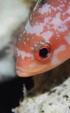 Phallon Tullis-Joyce: The Marine Biologist Who’s Also Manchester United ...