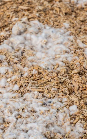 How SQIM is using mycelium in fashion and interior design — Parley