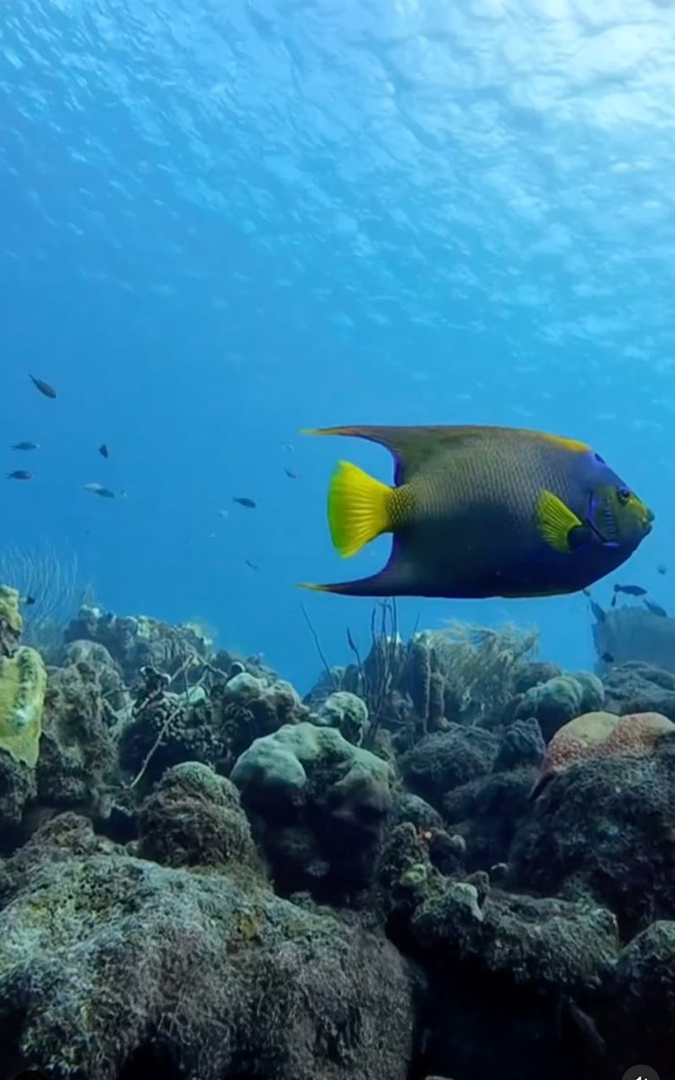 PHALLON TULLIS-JOYCE: THE MARINE BIOLOGIST WHO’S MANCHESTER UNITED’S ...