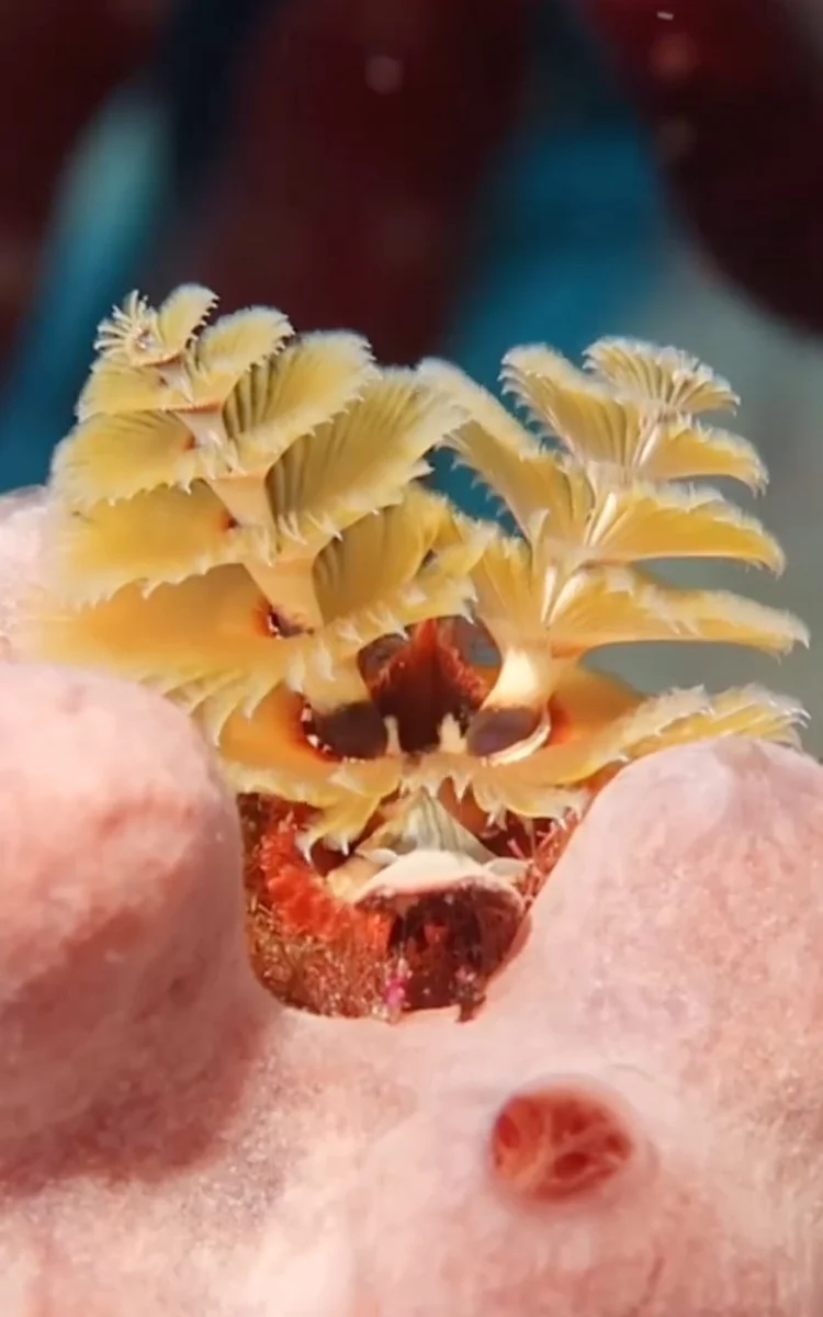 Phallon Tullis-Joyce: The Marine Biologist Who’s Also Manchester United ...