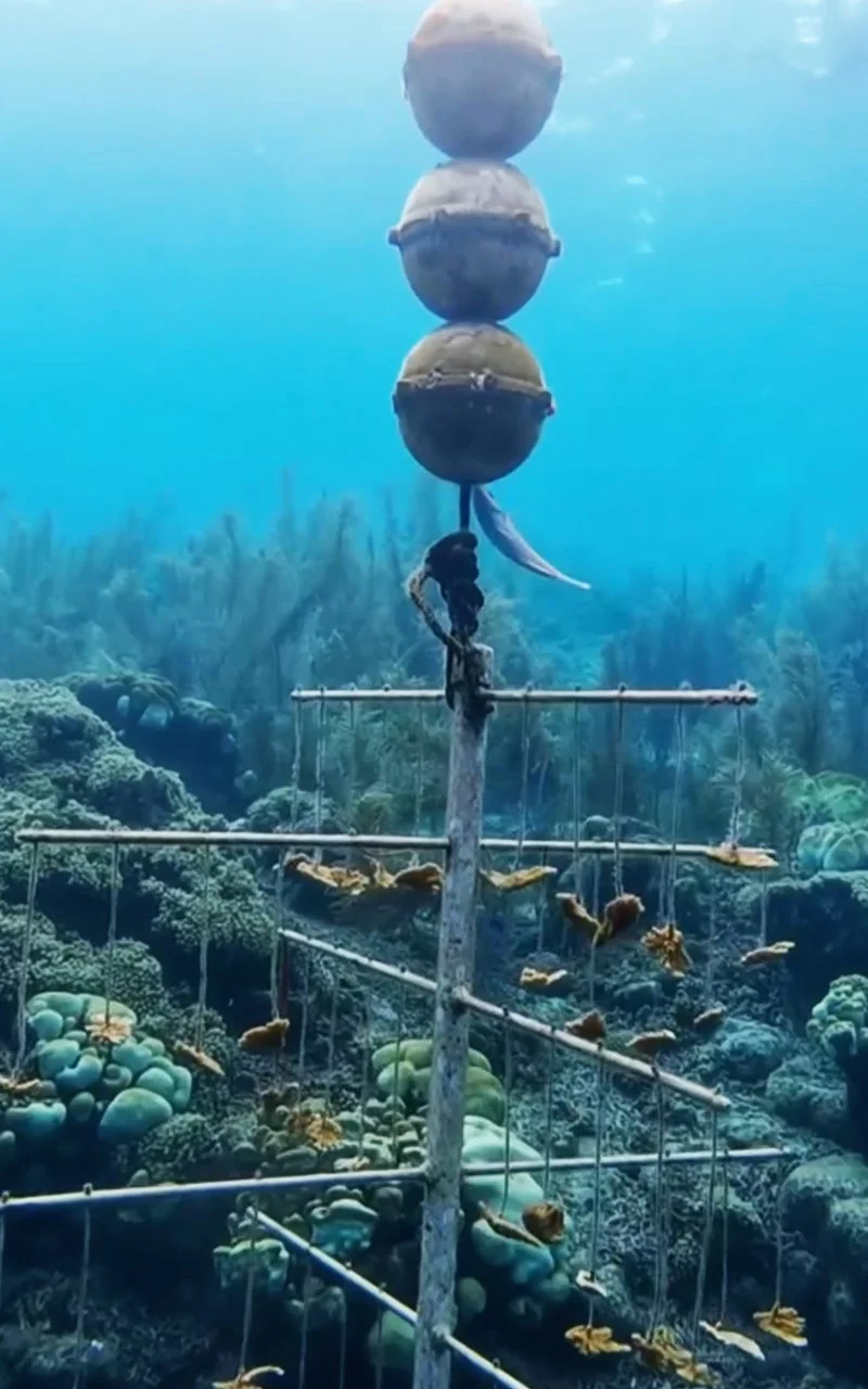 Phallon Tullis-Joyce: The Marine Biologist Who’s Also Manchester United ...