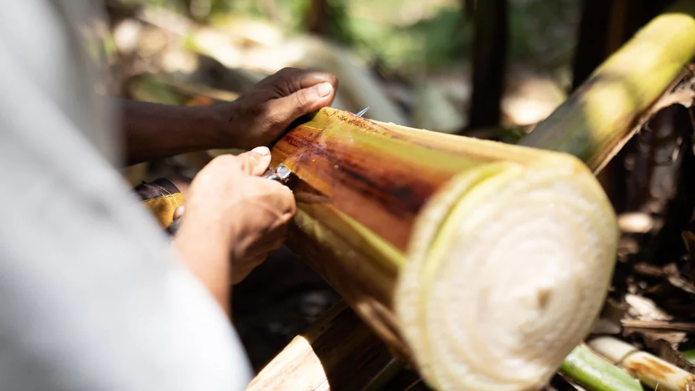 This plant produces the strongest fiber in the world – and the fabric ...