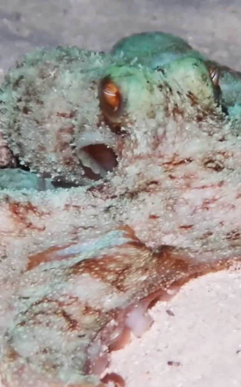 Phallon Tullis-Joyce: The Marine Biologist Who’s Also Manchester United ...