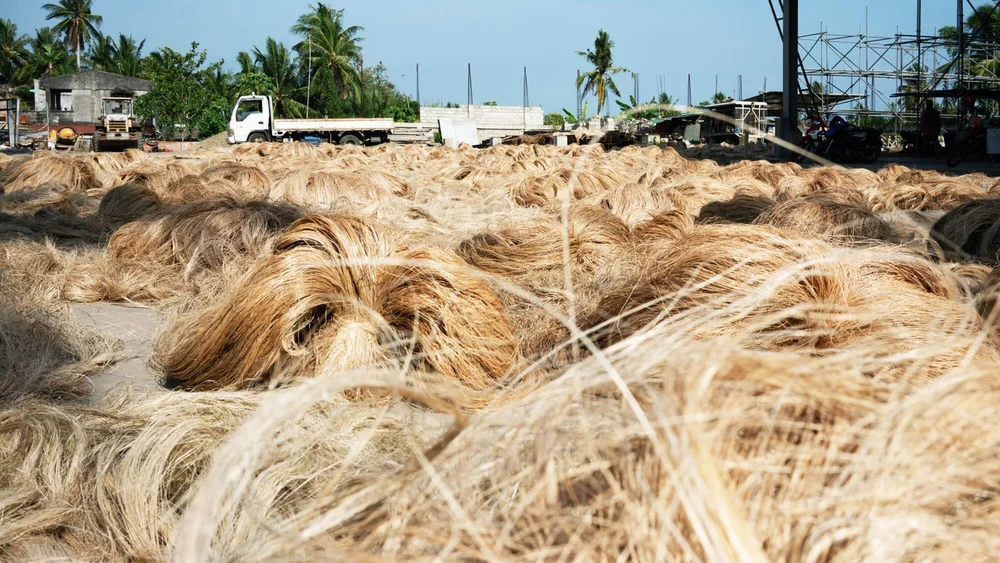 This plant produces the strongest fiber in the world – and the fabric ...