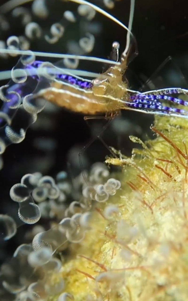 Phallon Tullis-Joyce: The Marine Biologist Who’s Also Manchester United ...